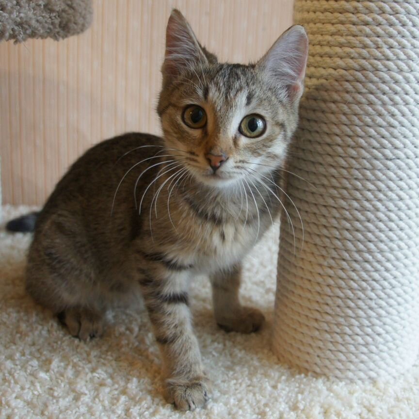 Котенок 3,5 месяца