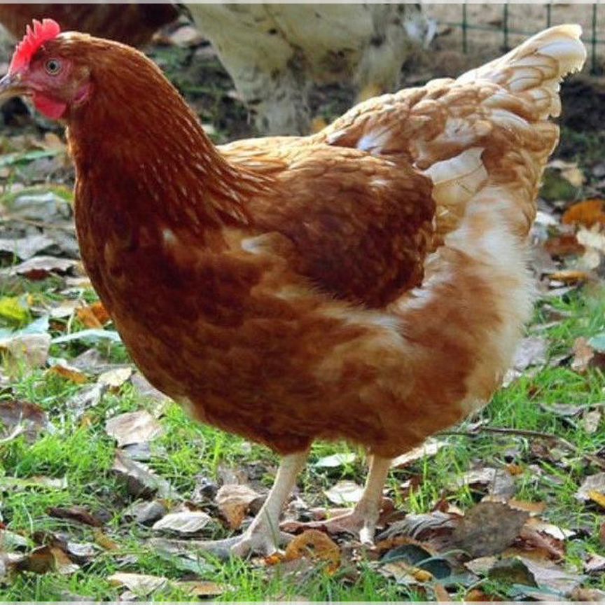 Курица несушка молодняк