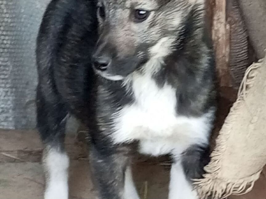 Лайка