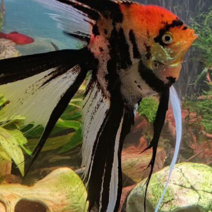 Скалярия мраморная