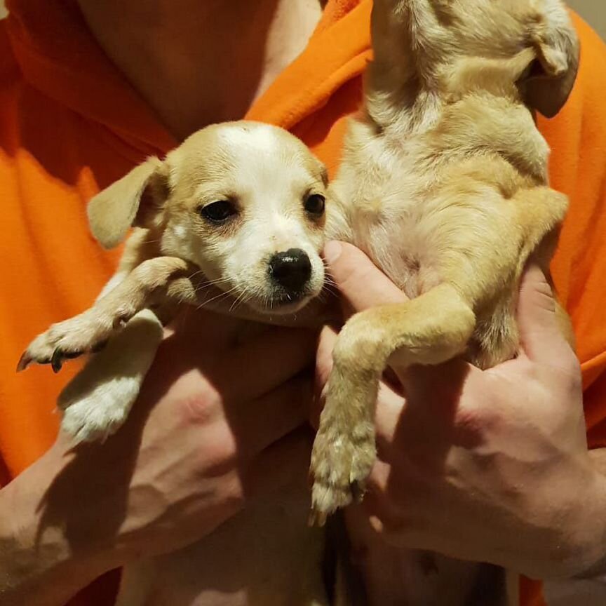 Той-терьер девочка