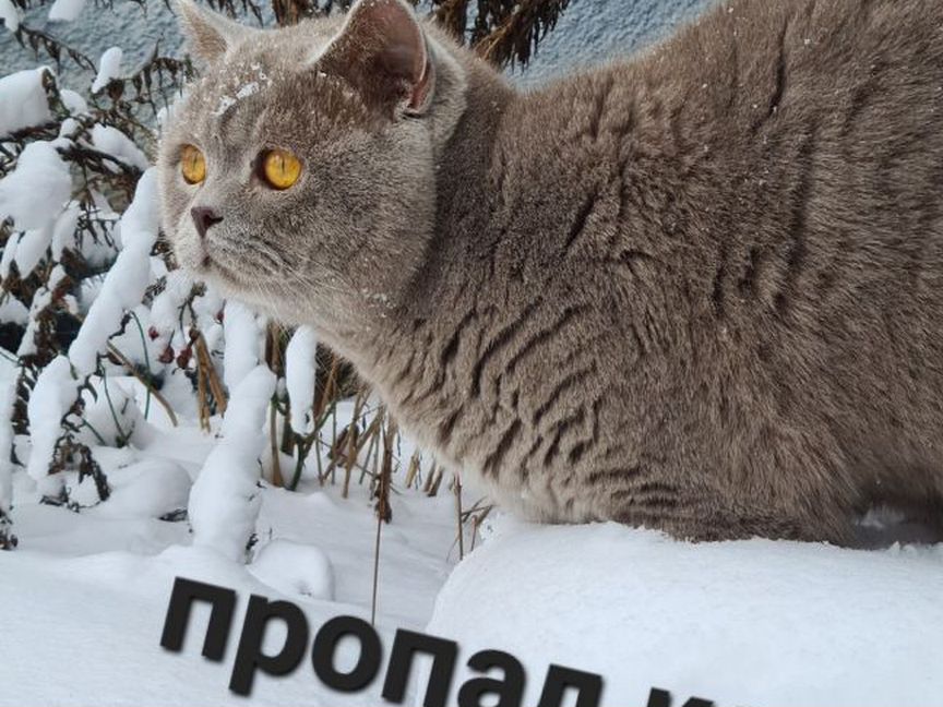 Британская