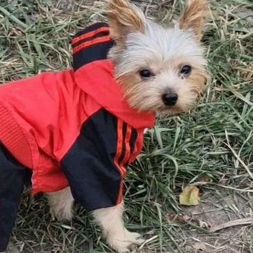 Йоркширский терьер, вязка