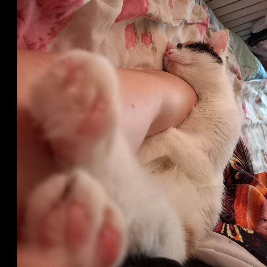 Кошечка 8мес Панда