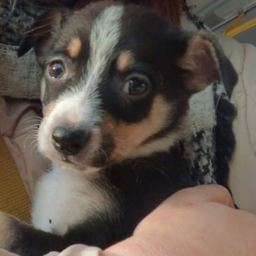 Щенок в добрые руки мальчик