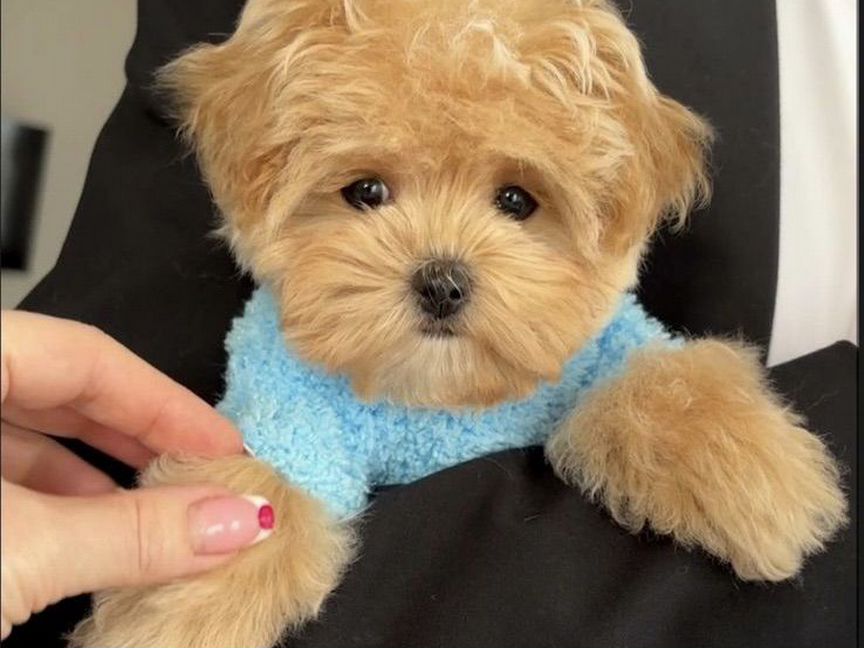 Мальтипу микро