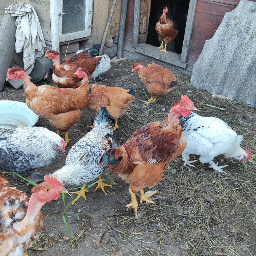 Куры молодки голошейки 4,5 мес