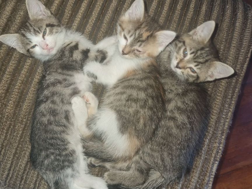 Котята в добрые руки бесплатно