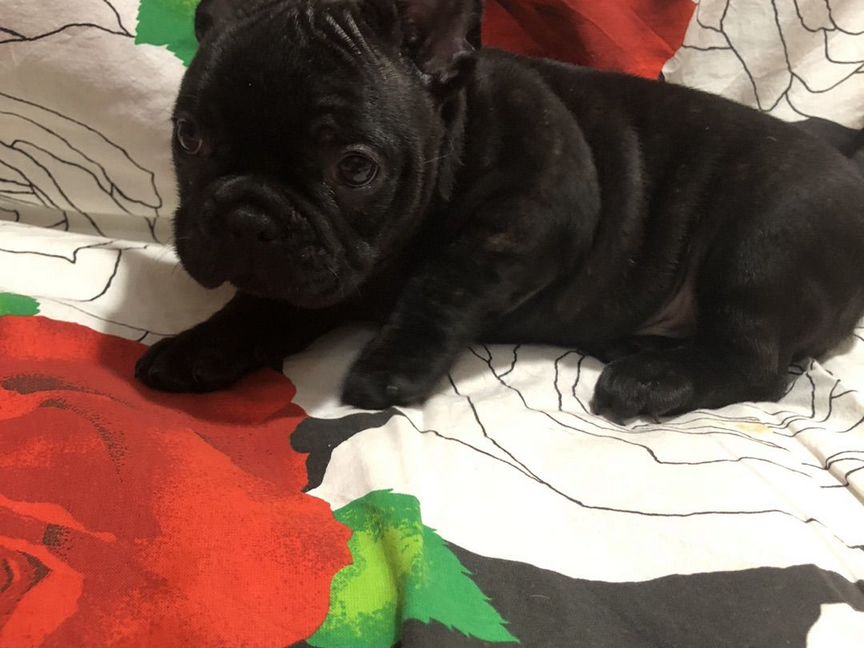 Француженка