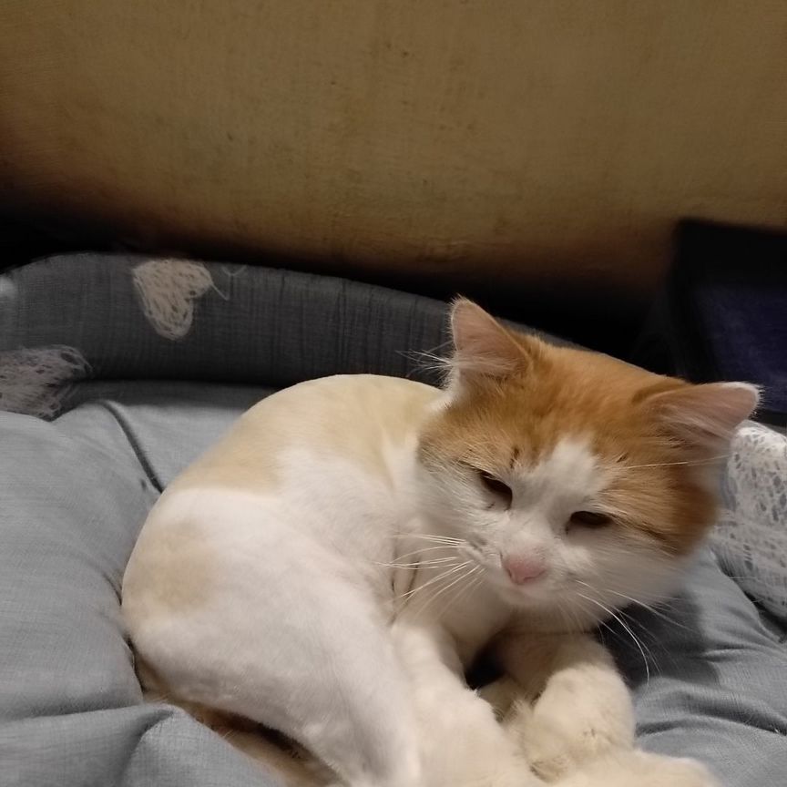Домашний котик