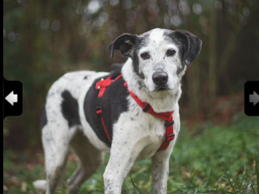 Собака в добрые руки