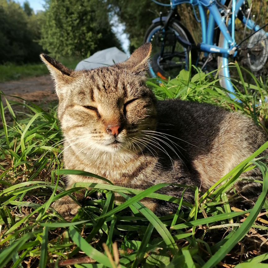 Отдам бездомную кошку в добрые руки