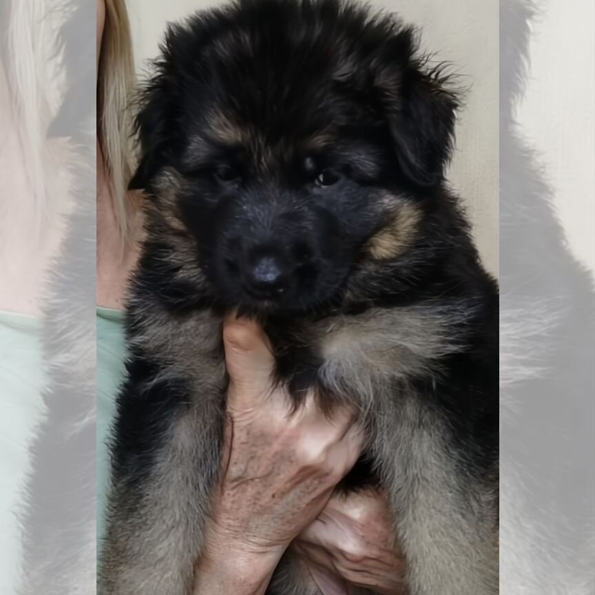 Немецкая овчарка, щенок