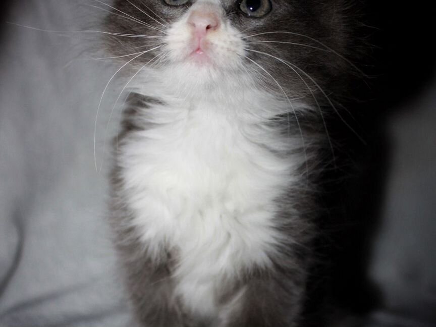 Котятки ищут дом