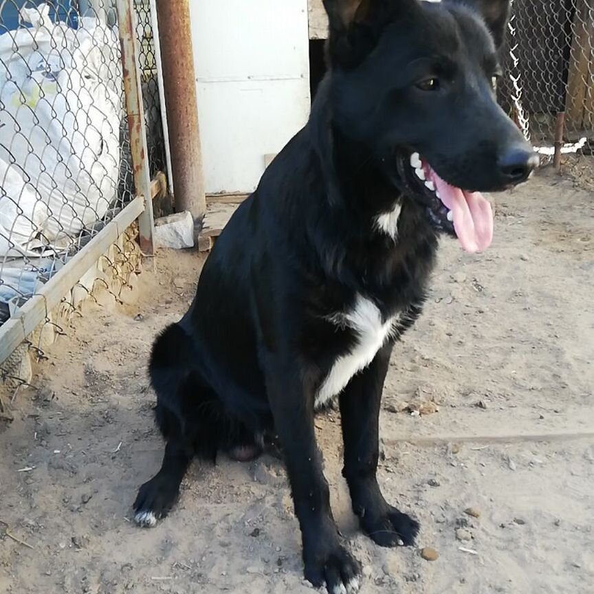 Охрана в частный дом собака