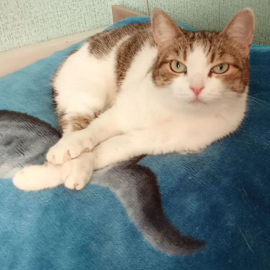 Взрослая, кошка в добрые руки