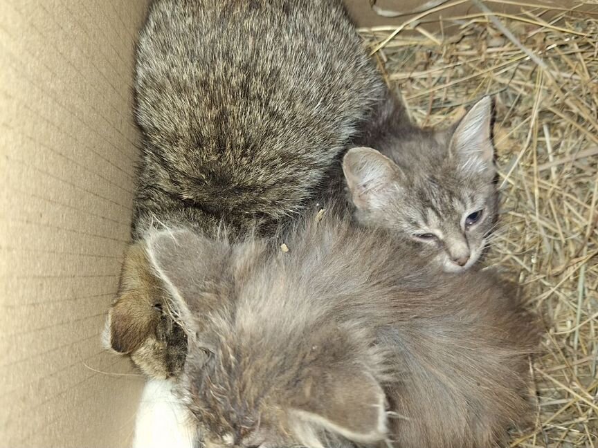 Котята