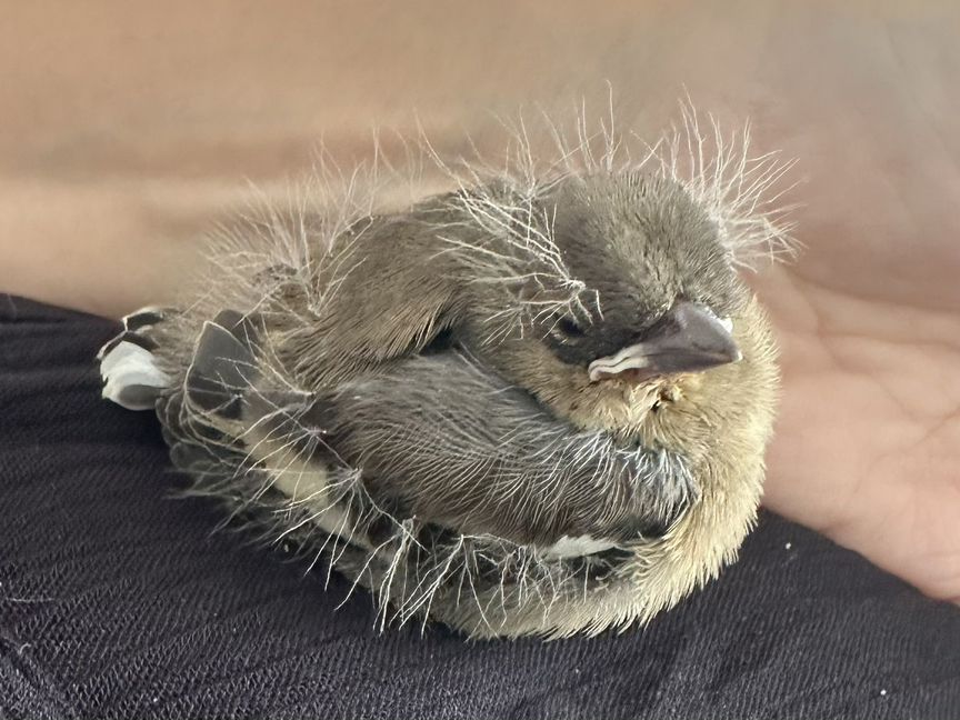 Птенец зяблика, совсем малыш еще