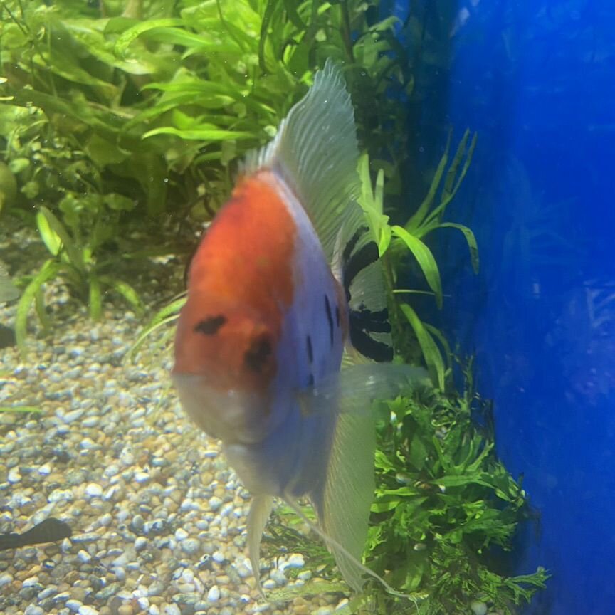 Скалярии - взрослый