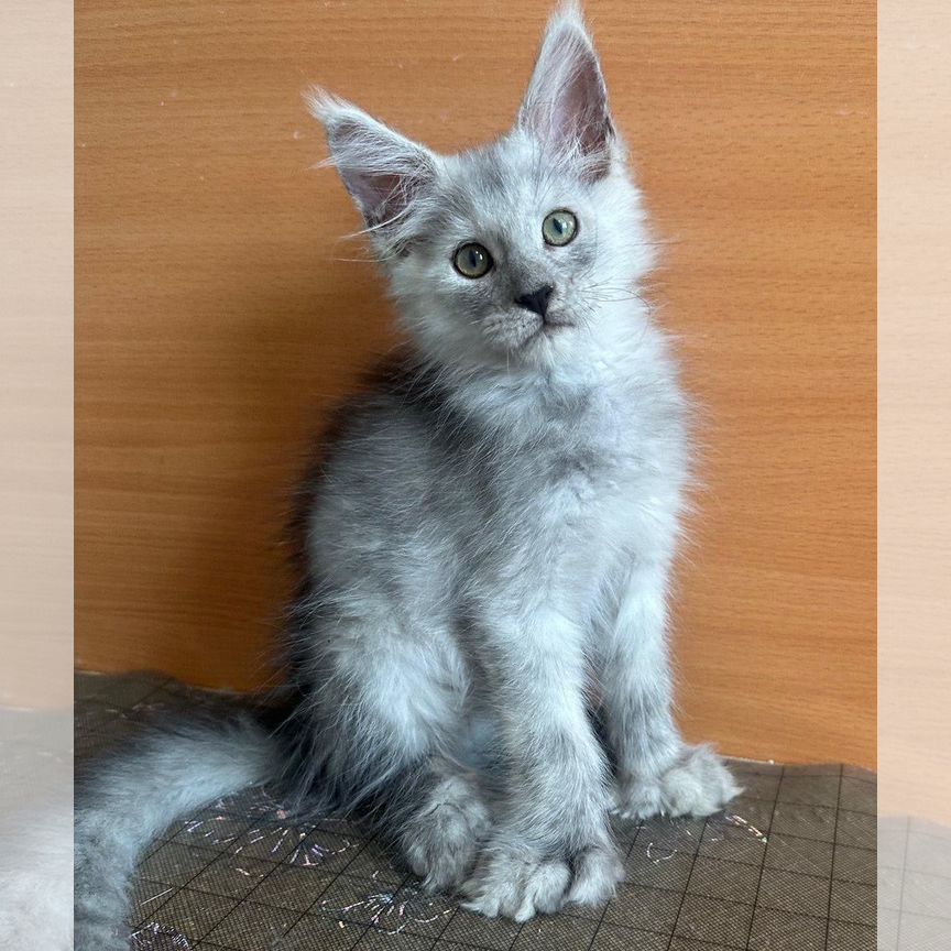 Мейн-кун котёнок