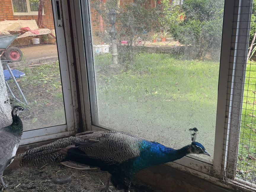 Индийский павлин самец