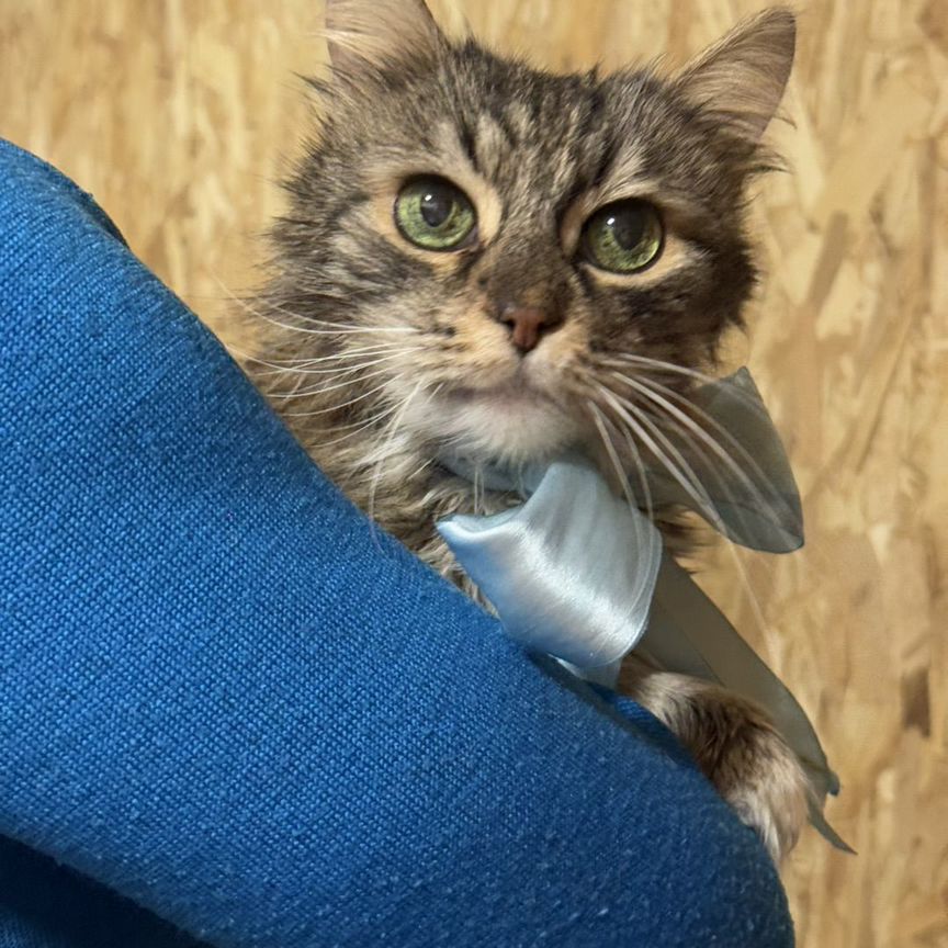 Трогательная кошка Прося из приюта