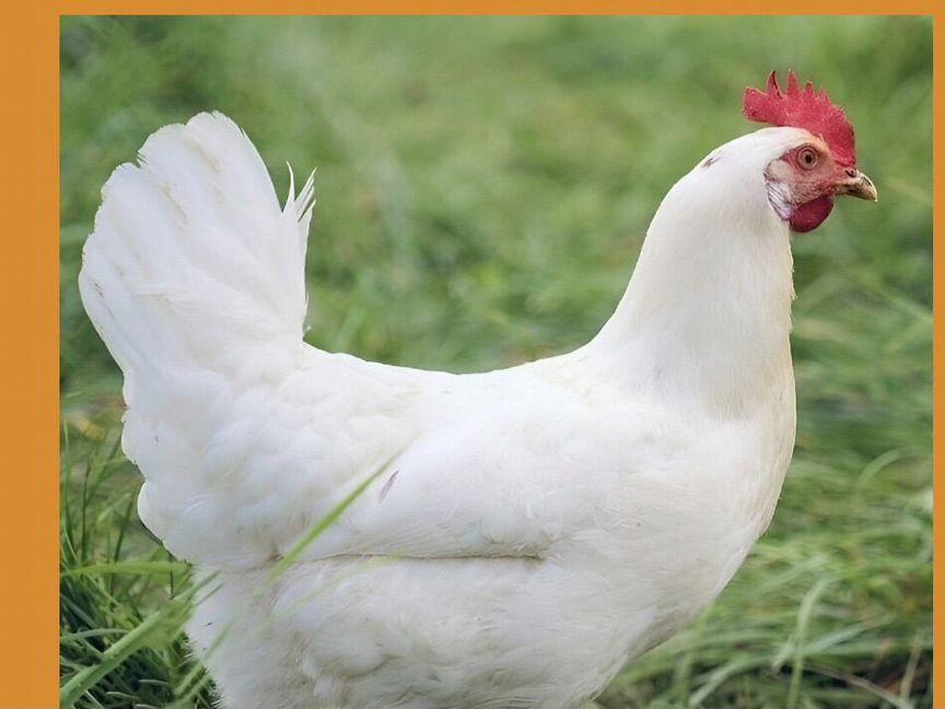 Куры несушки ломан браун