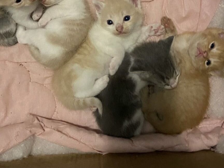 Котята в добрые руки бесплатно