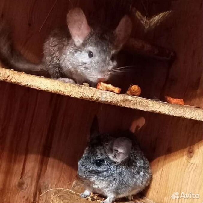 Семья шиншил пристраивается