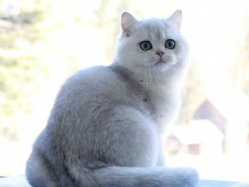 Британская серебристая шиншилла