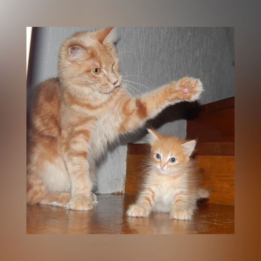 Котята мейнкун,помесь