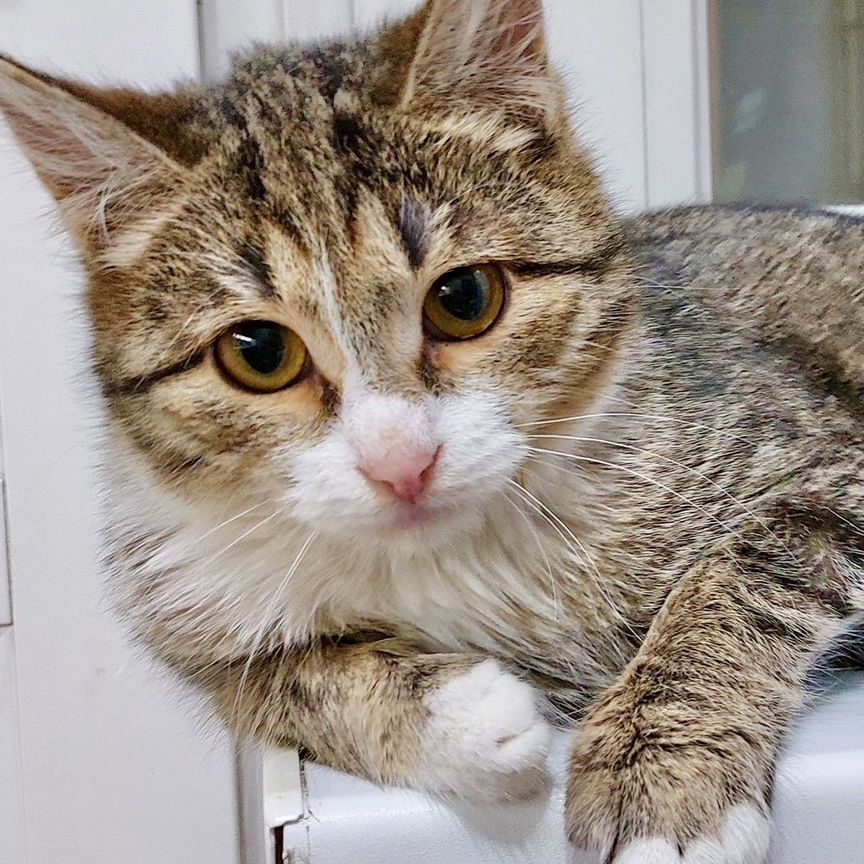 Кошечка-подросток