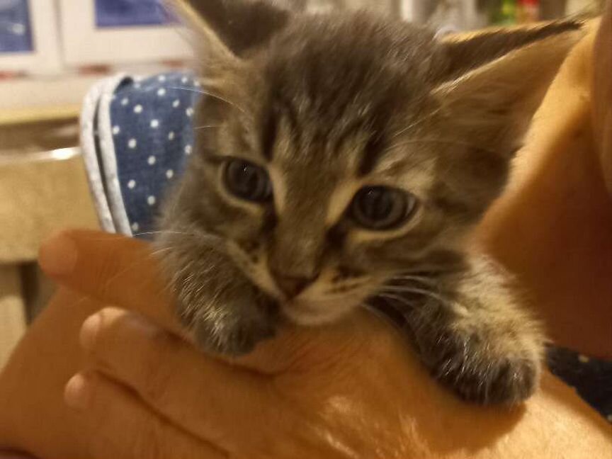 Кошка