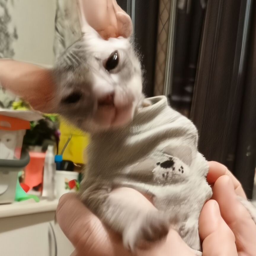 Донской сфинкс котёнок