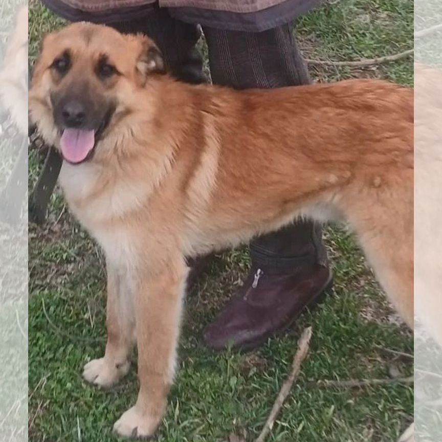 Взрослый пёс в добрые руки