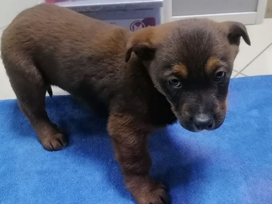 Щенок кобелек