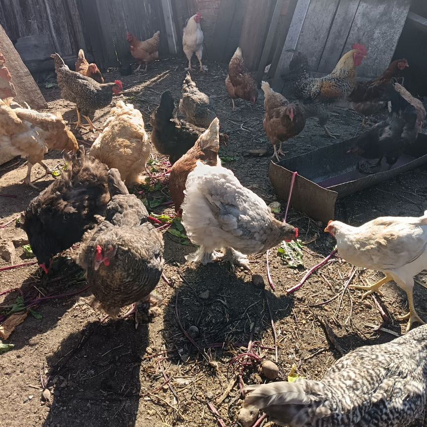 Куры несушки продам