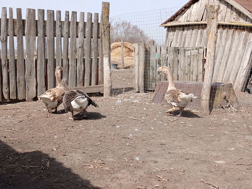 Тульские гуси