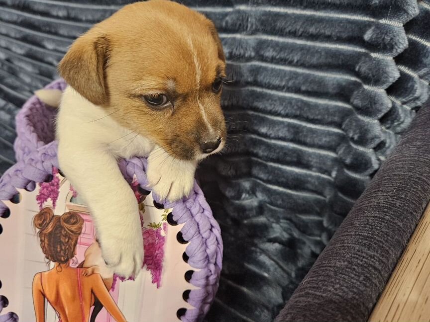 Щенки джек рассел терьер мини