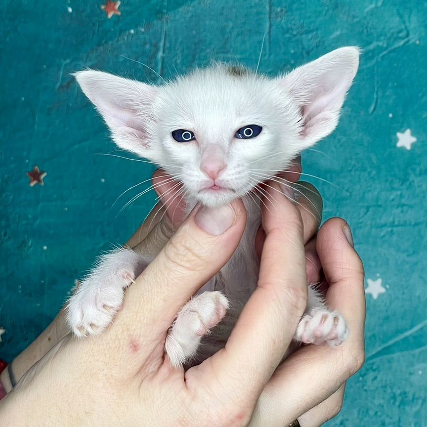 Ориентальная