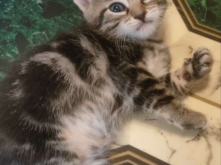 Котёнок, Мраморная красотка