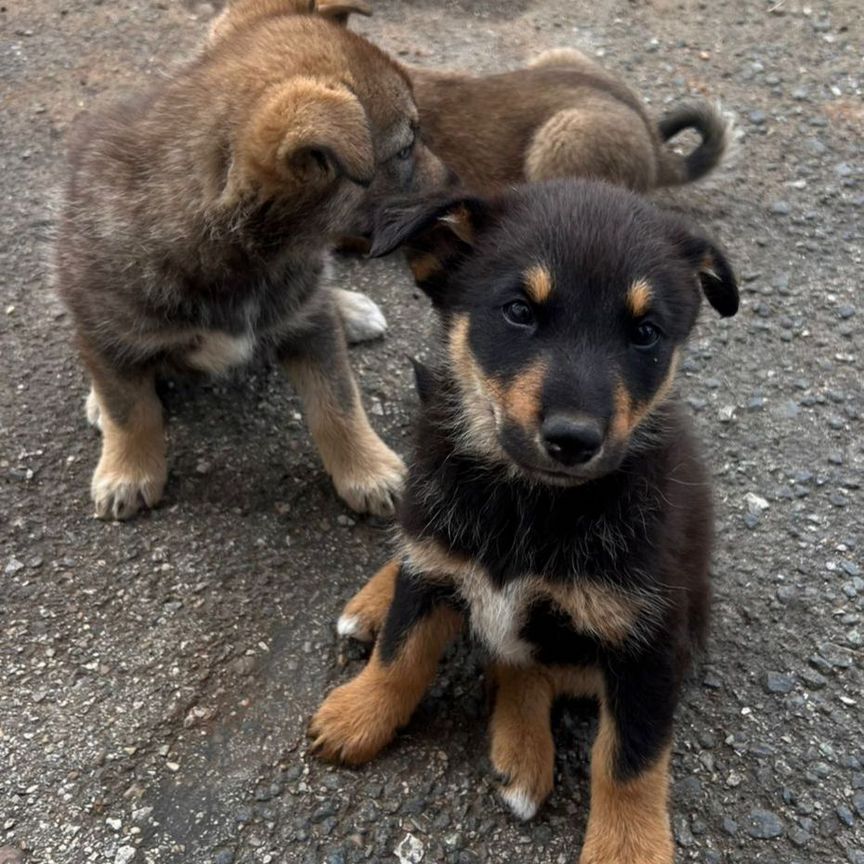 Отдам в добрые руки щенков