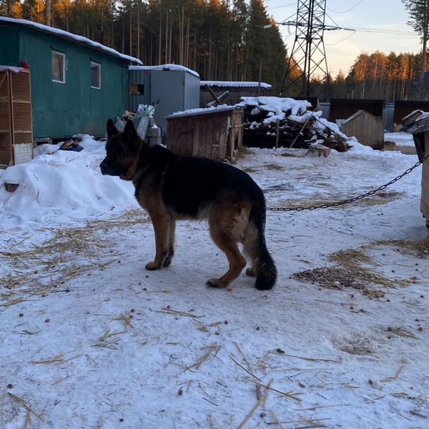 Немецкая овчарка в добрые руки