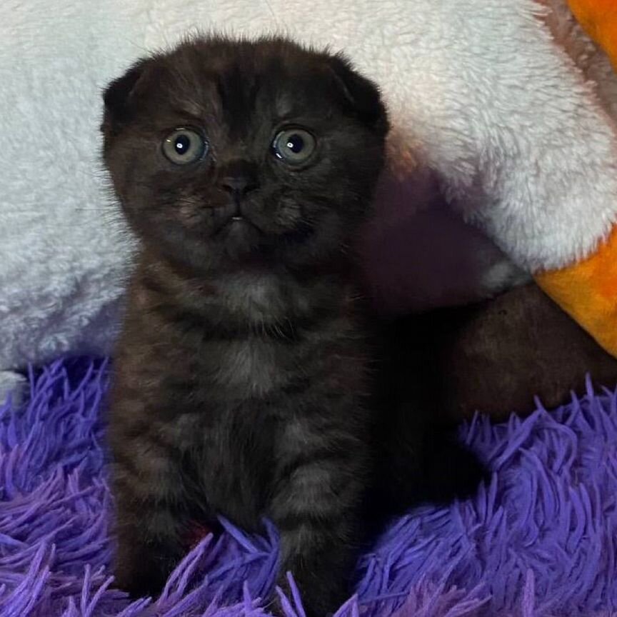 Шотландские вислоухие котята