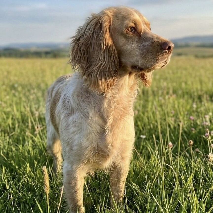 Русский охотничий спаниель, вязка