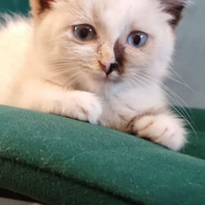 Отдам котенка в добрые руки
