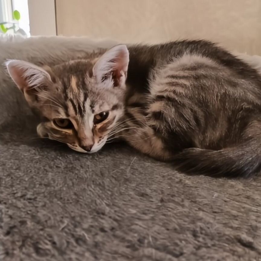 Котёнок в добрые руки