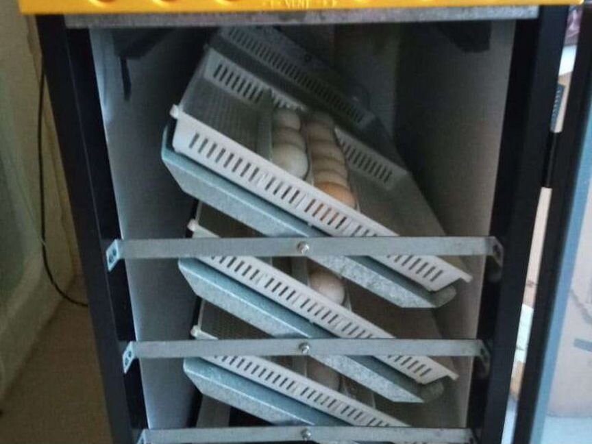 Инкубаторы Brensia 380 и Covatutto 54 или обмен