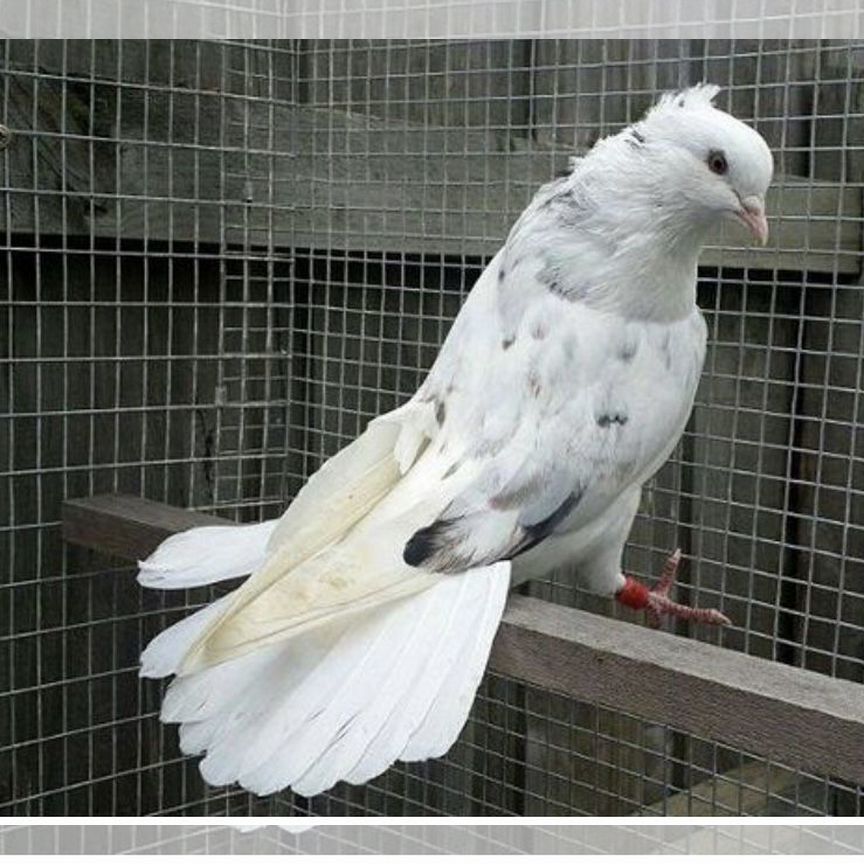 Двухчубые узбекские голубы, Иранцские голуби