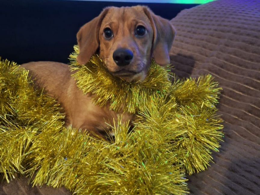 Таксеныш Мартин 4 месяца